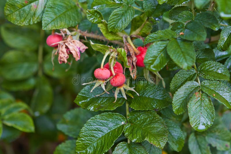 Berries on a Bush during Rain Texture Stock Photo - Image of nature ...