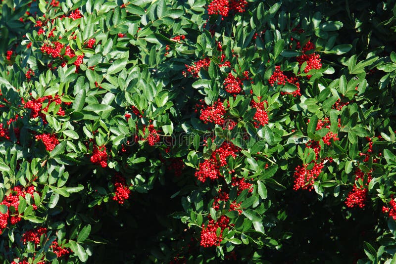 Florida Tropical Red Berries In Nature Stock Photo - Image of scene ...