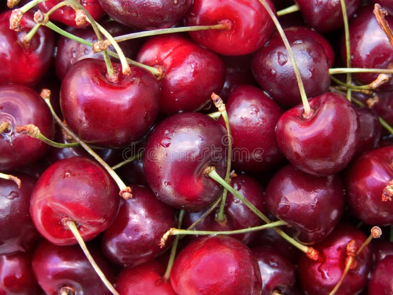 Berries cherries stock photo. Image of flora, berries - 12215982