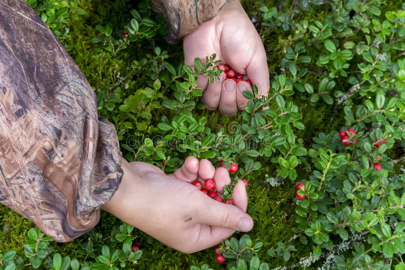 Collect Berries Blueberries in the Forest Stock Image - Image of fruit ...