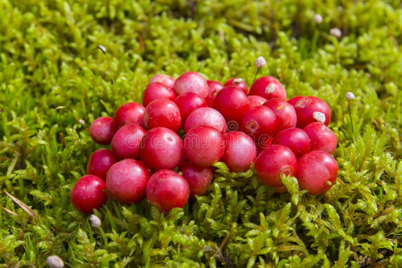 Collect Berries Blueberries in the Forest Stock Image - Image of fruit ...