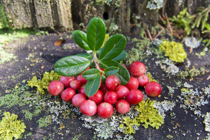 Collect Berries Blueberries in the Forest Stock Image - Image of fruit ...
