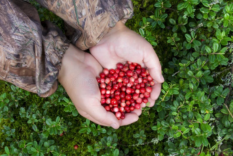 Collect Berries Blueberries in the Forest Stock Image - Image of fruit ...