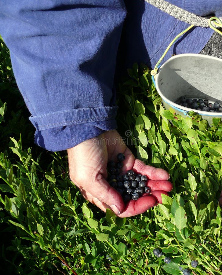 Berries Collect in the Summer Stock Photo - Image of diligence, area ...