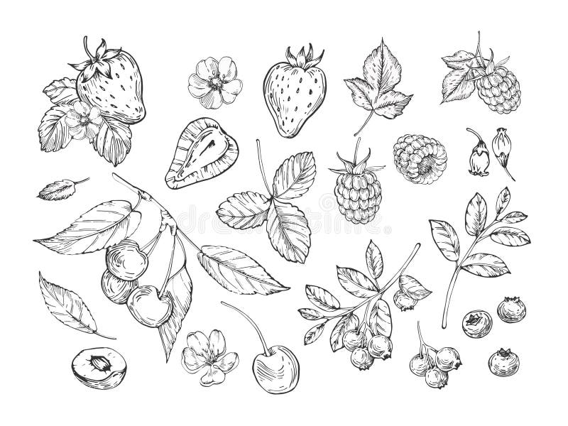Berries Collection of Vector Illustrations Hand Drawn in Ink. Stock ...