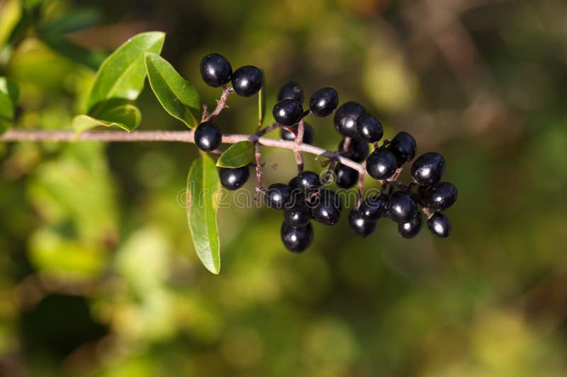 Berries of a Common Privet Bush Stock Photo - Image of autumn, garden ...
