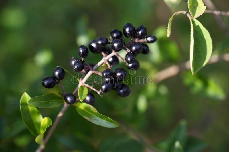 Berries of a Common Privet Bush Stock Photo - Image of biology, garden ...