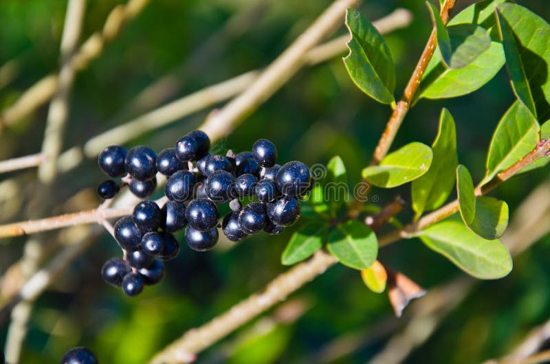 Berries of the Common Privet Ligustrum Vulgare on Autumn Stock Image ...