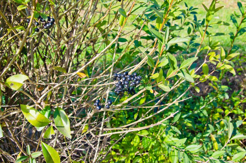 Berries of the Common Privet Ligustrum Vulgare on Autumn Stock Image ...