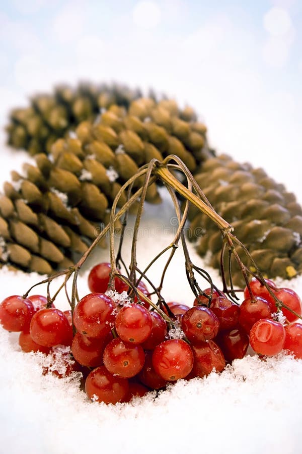 Berries and cones stock photo. Image of cone, christmas - 26675832