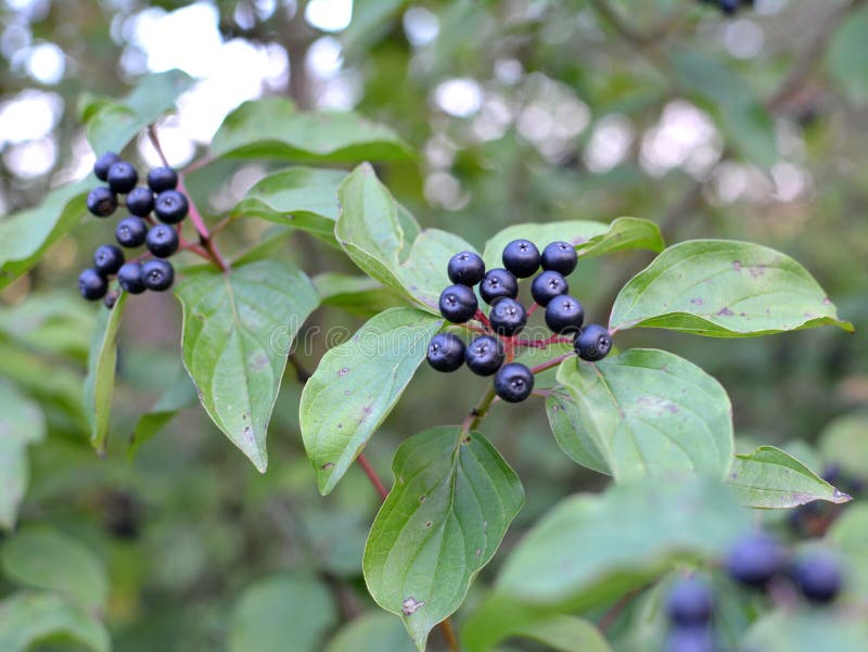 The Berries of Cornus Sanguinea Ripen on the Branch of the Bush Stock ...
