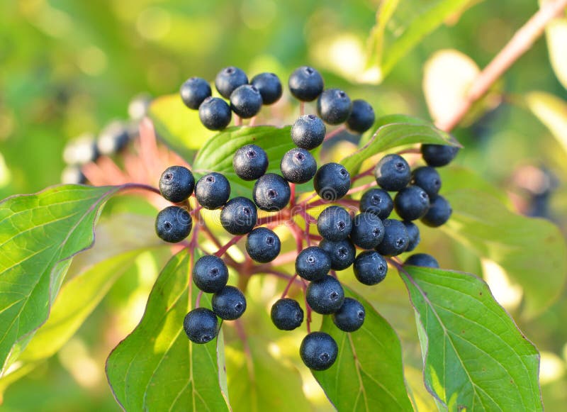 The Berries of Cornus Sanguinea Ripen on the Branch of the Bush Stock ...
