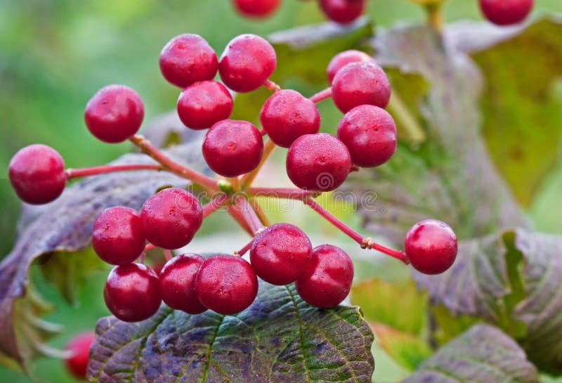 Snowball Tree Also Known As Cramp Bark Stock Photos - Free & Royalty ...