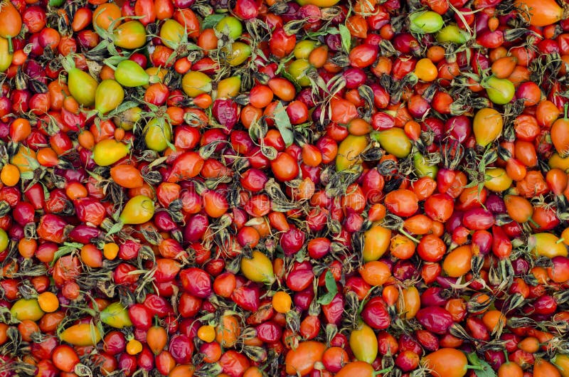 Briar stock photo. Image of rose, sharp, sepia, food - 143656058