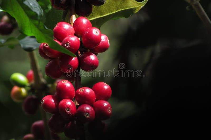 Arabian Coffee, Coffee Plant. Stock Image - Image of ripe, grape: 285226071