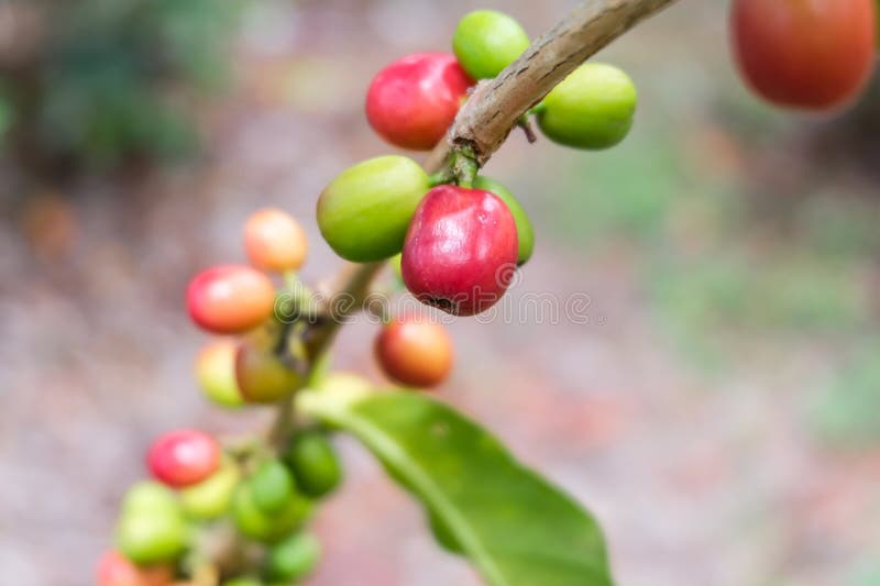Arabian Coffee, Coffee Plant. Stock Photo - Image of ripe, tree: 285226150