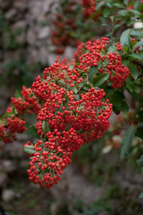 Berries of Firethorn Bush stock image. Image of scarlet - 23288671