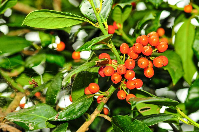 Berries of the Firethorn Shrub, Just after a Rainstorm Stock Image - Image of view, front: 350322137