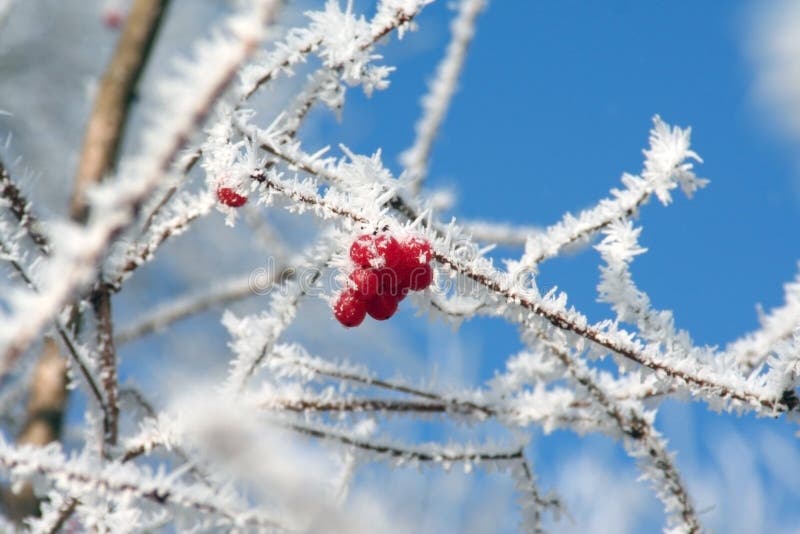 Berries in the Frost stock photo. Image of frost, white - 3894464