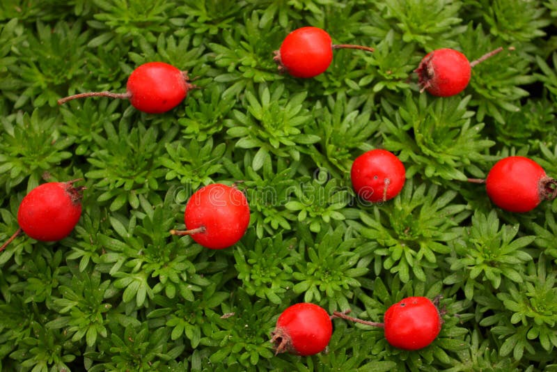 Berries on a grass stock image. Image of smile, healthy - 28804107