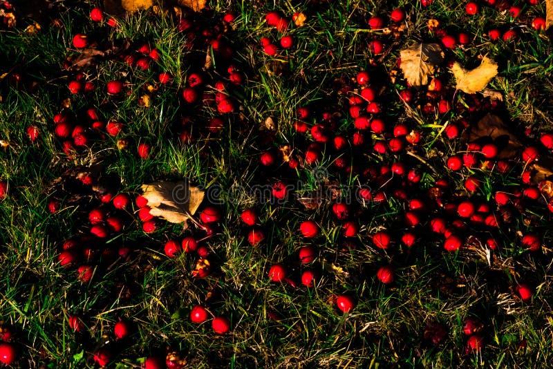 Berries on the grass stock image. Image of berries, landscape - 106114653