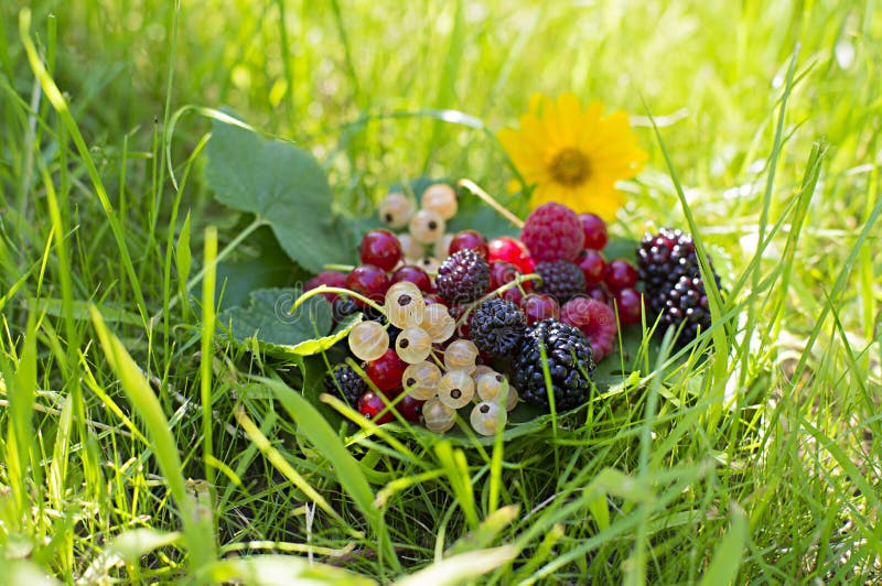 Berries on the grass stock photo. Image of healthy, berries - 52406162