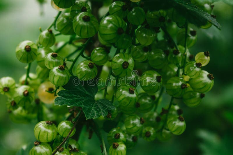 Berries of green currant stock photo. Image of organic - 125572286