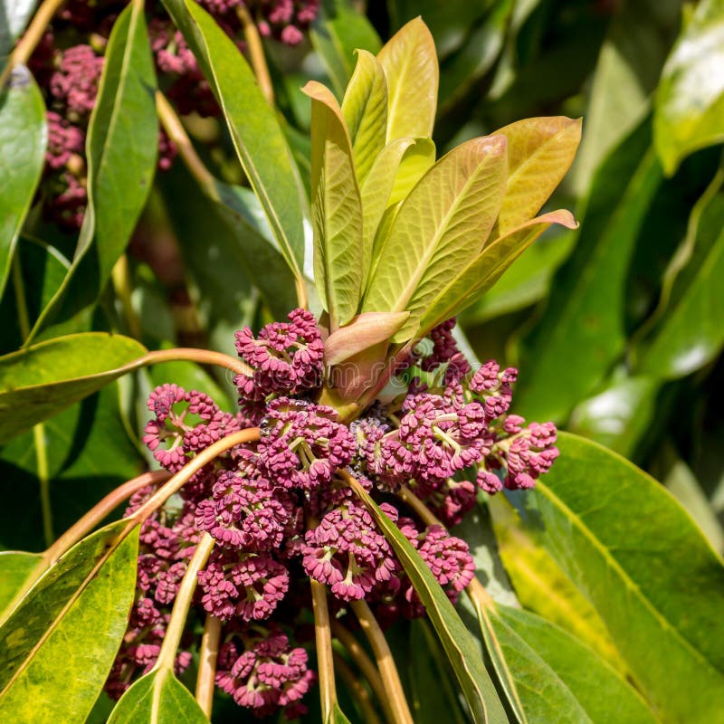 Berries growing on a tree stock image. Image of nature - 69376441