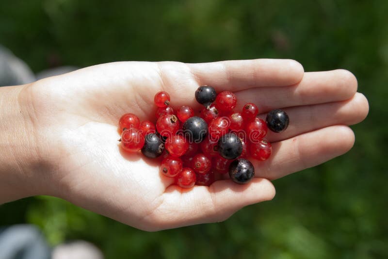 Berries in hand of a child stock image. Image of summer - 24116011