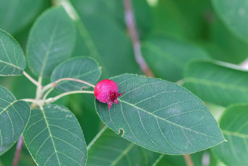 Berries of a Juneberry, Amelanchier Lamarckii Stock Photo - Image of ...