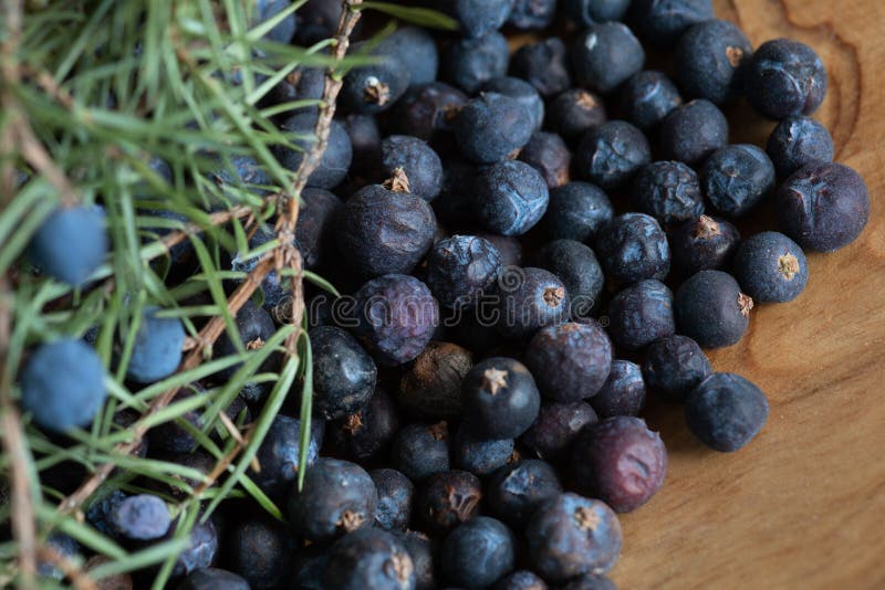 Berries of Juniper, Juniperus Communis Stock Photo - Image of conifer ...