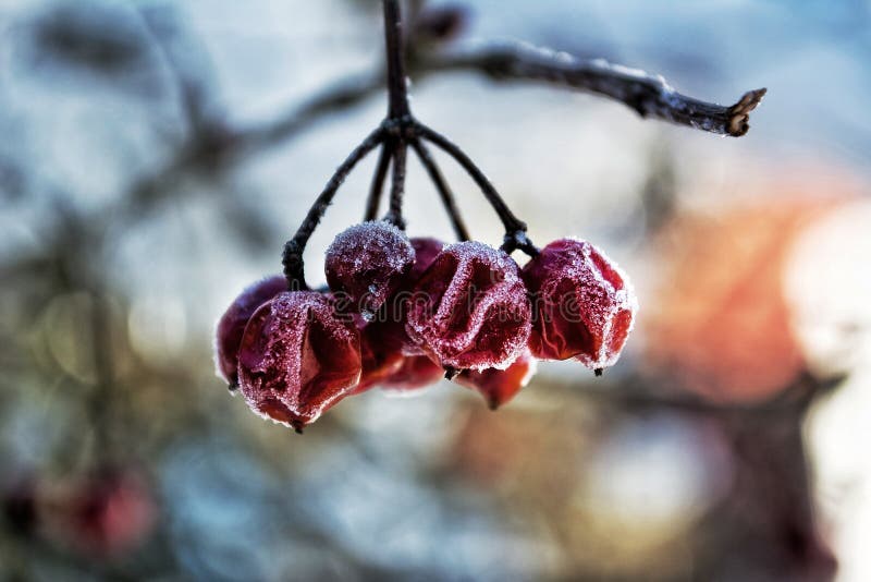 Red Kalina winter image stock image. Image of winter - 106486841