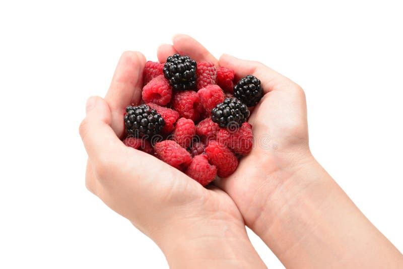 Berries Kept in Hands Isolated on White Background Stock Photo - Image ...