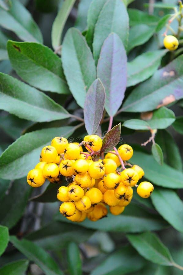 Berries and Leaves Yellow Toyon Stock Image - Image of yellow ...