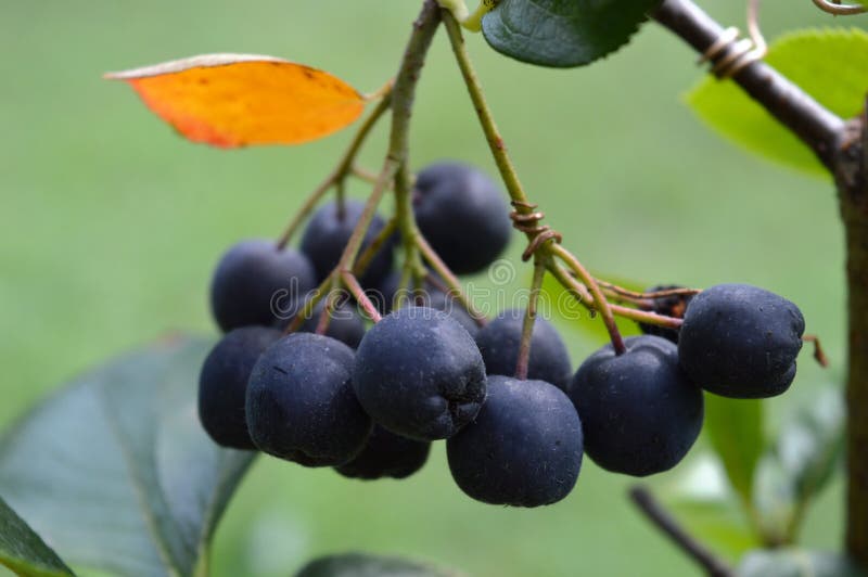 Aroniabär arkivfoto. Bild av - 16917526