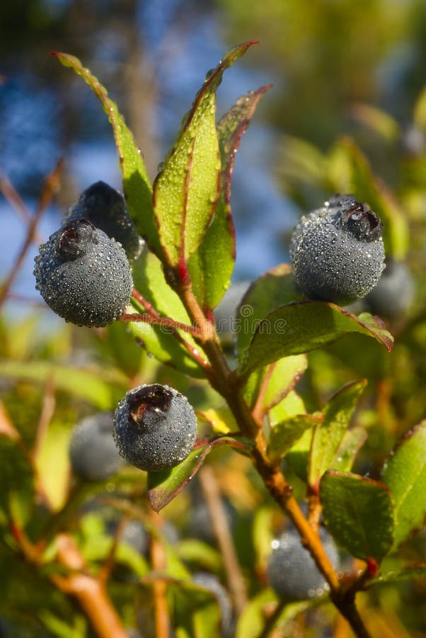 Berries of myrtle stock photo. Image of food, shrub, bush - 37850216