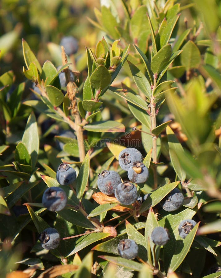 Myrtus Communis `Compacta Variegata`, Variegated Compact Myrtle Stock ...