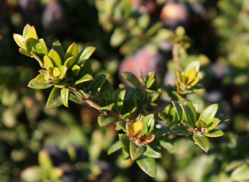 376 Myrtus Communis Stock Photos - Free & Royalty-Free Stock Photos ...