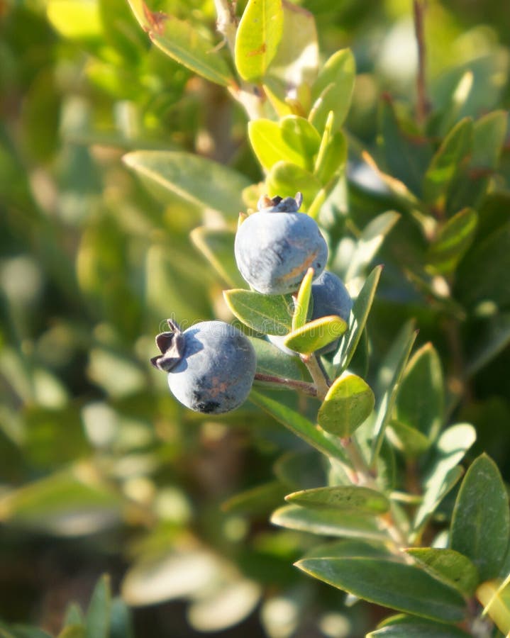 Berries of myrtle stock photo. Image of decoration, fruit - 49192316