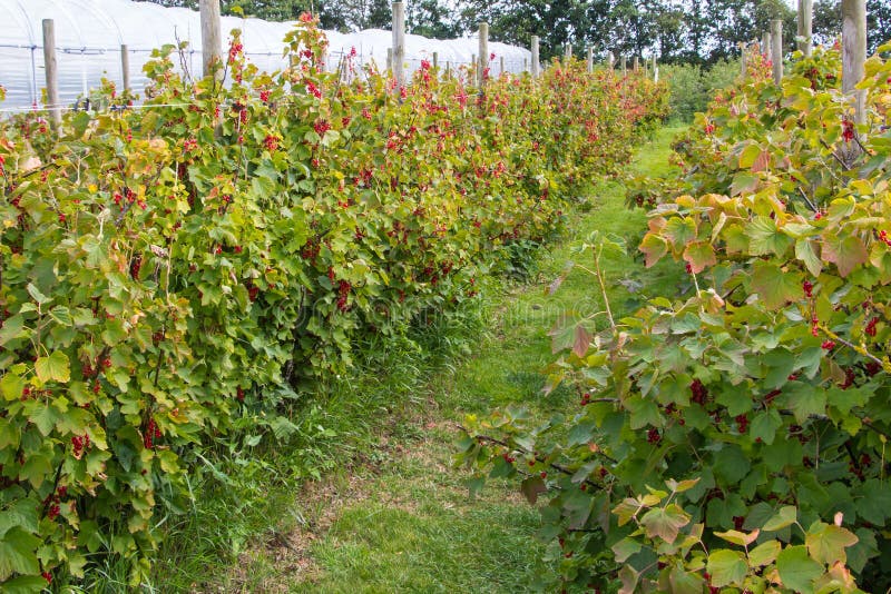 Berries nursery stock photo. Image of business, freshness - 58210758