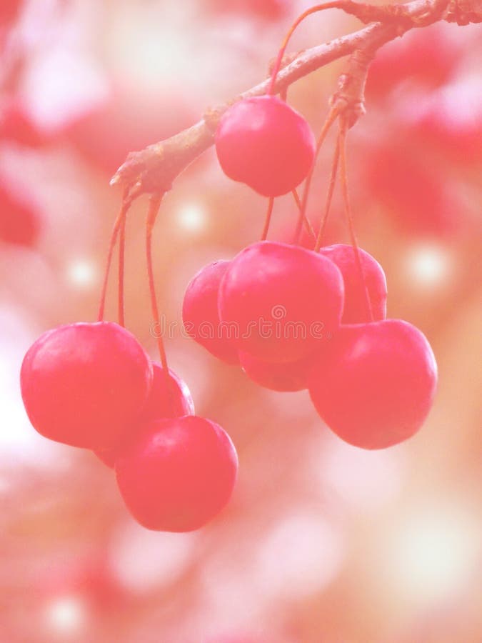 Berries with Pink Wash an Bokeh Effect Stock Image - Image of plant ...