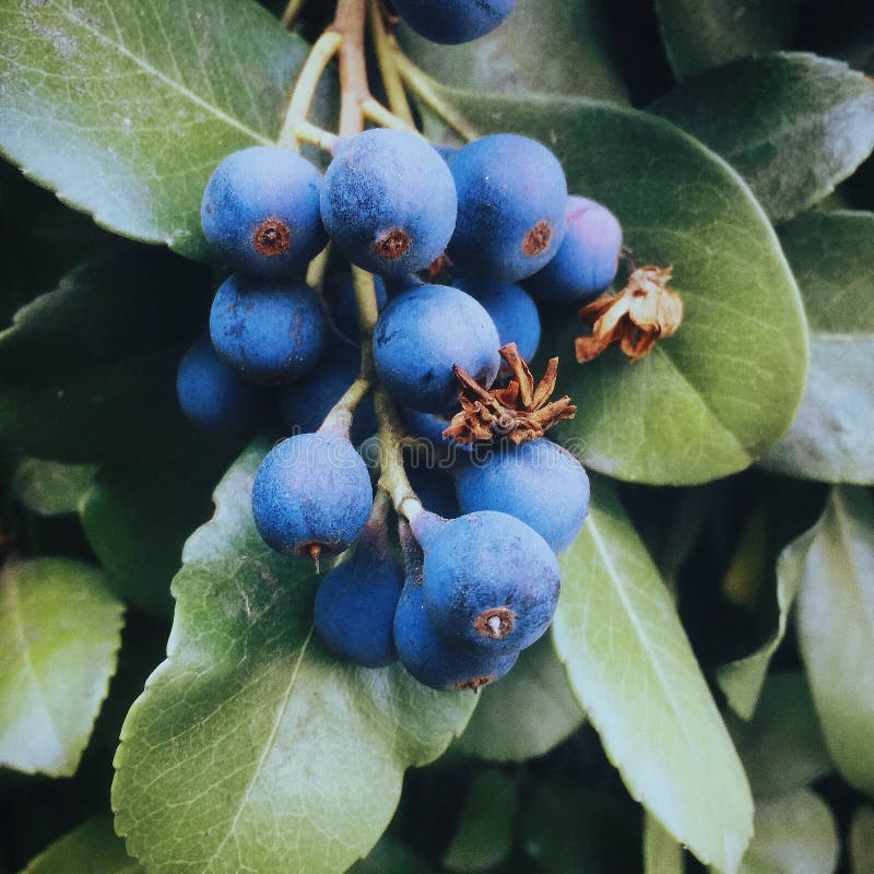 Berries stock image. Image of garden, plant, nature, blue - 46700881
