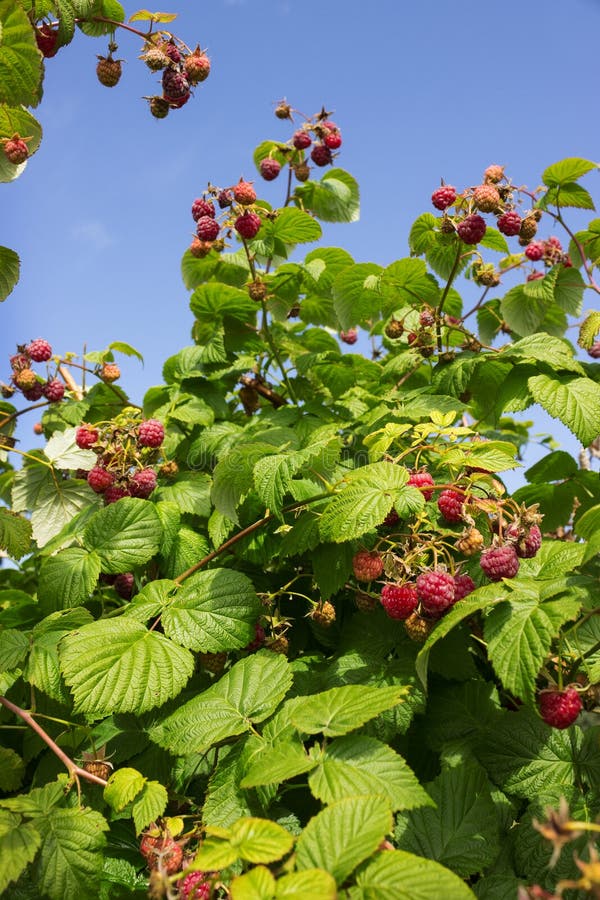 Berries of Raspberries on the Background of Blue Sky Stock Photo ...