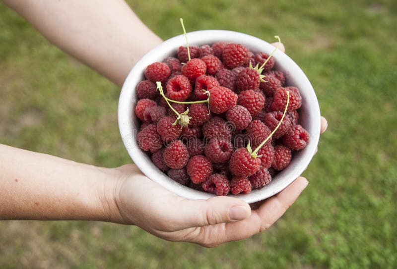 Berries Raspberries in Bowl Stock Image - Image of raspberry, nature ...