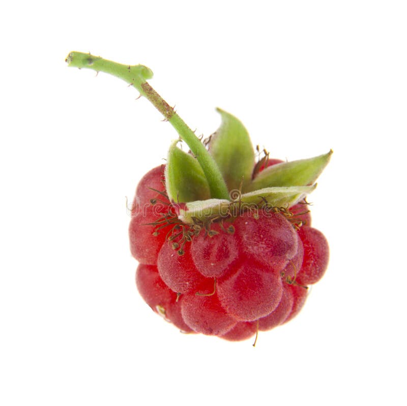 Berries Raspberries Isolated on White Stock Image - Image of diet ...