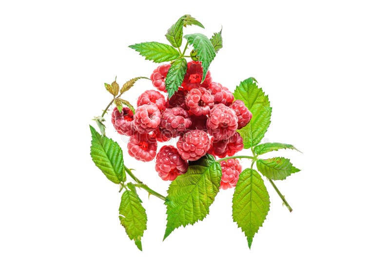 Berries and Raspberry Branches Stock Photo - Image of healthy, leaf ...