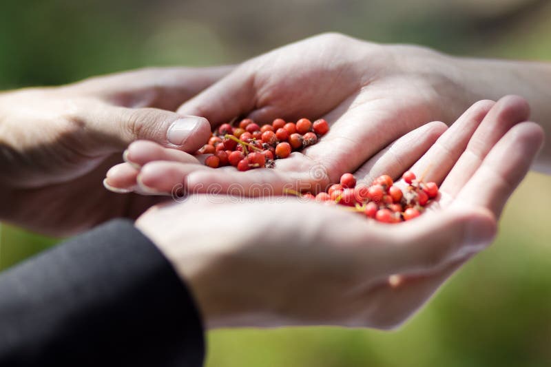 Berries of Red Ash Berry in Hand Stock Image - Image of white, people ...