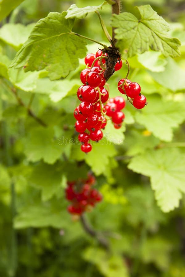 Berries of red currant stock image. Image of dessert - 165853431