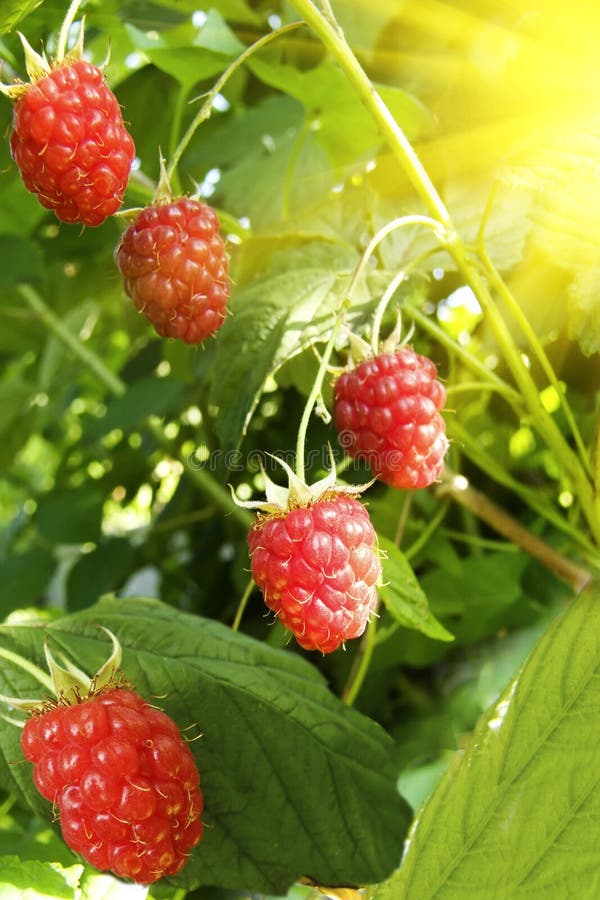 Berries ripe raspberry stock photo. Image of gardening - 20146650