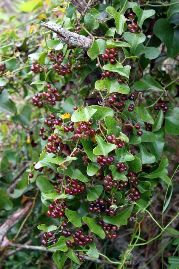 Smilax berries stock photo. Image of ripened, greenbrier - 10295902